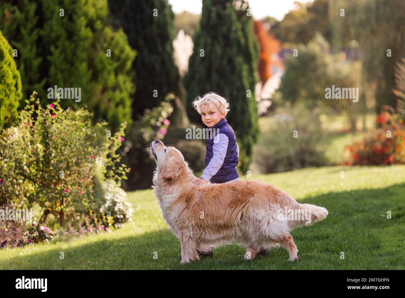 Little boy playing and training golden retriever dog in the field in ...