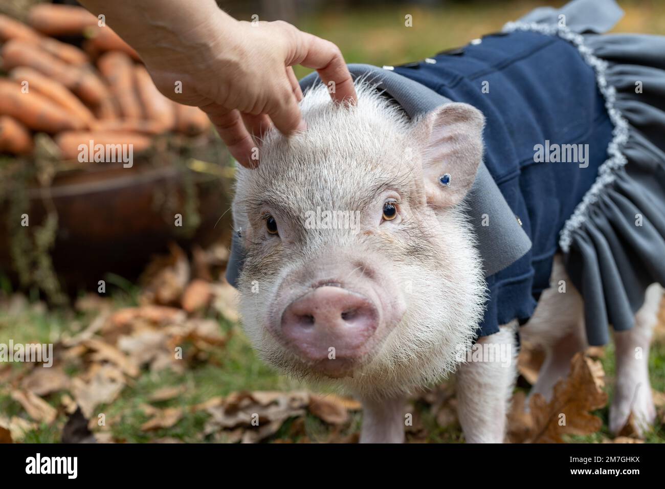 Baby Pigs In Clothes