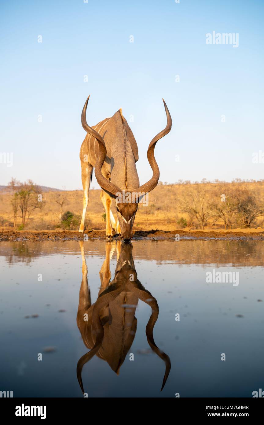 Kudu drinking at a water hole at night in South Africa Stock Photo - Alamy