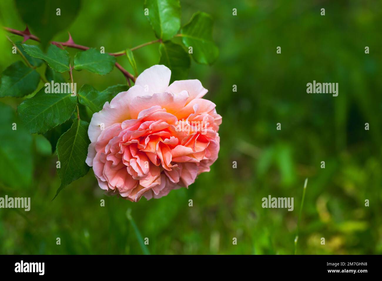 Pink hybrid tea rose flower grows in a garden. Close-up photo with soft ...