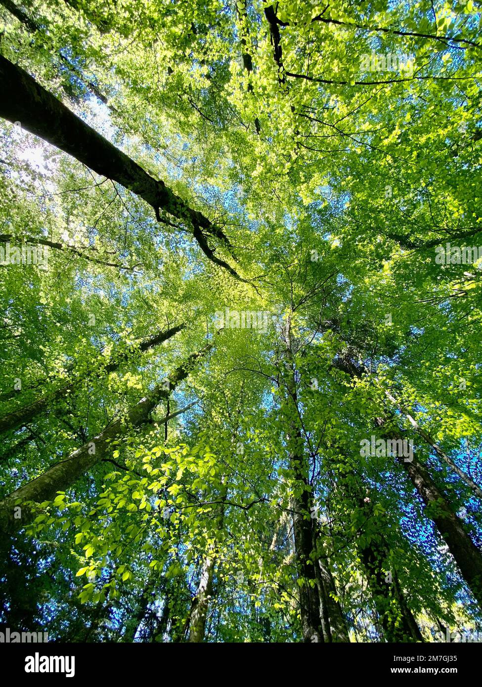 A picturesque bottom view trees for background use Stock Photo - Alamy