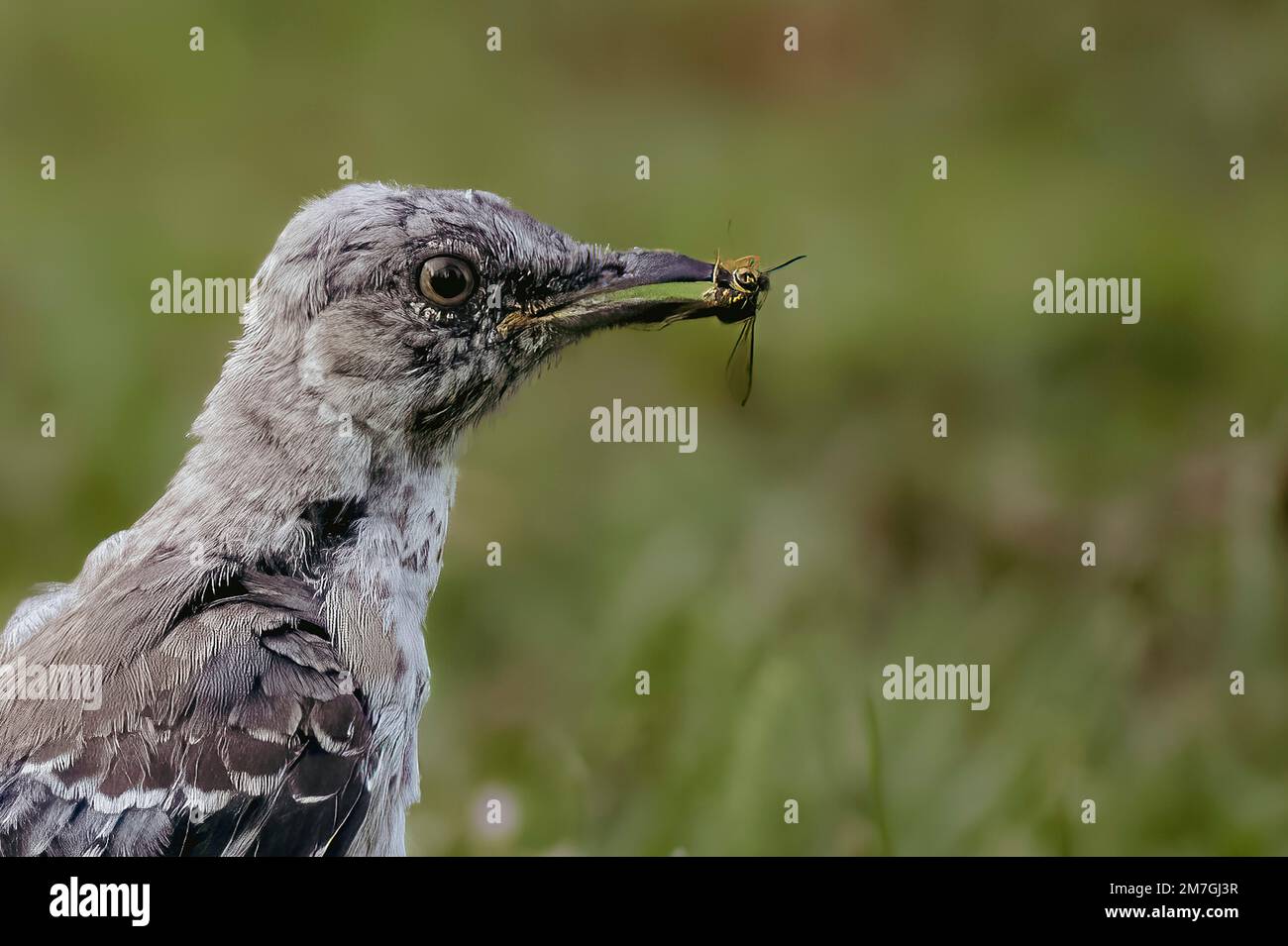 Insect beak hi-res stock photography and images - Alamy