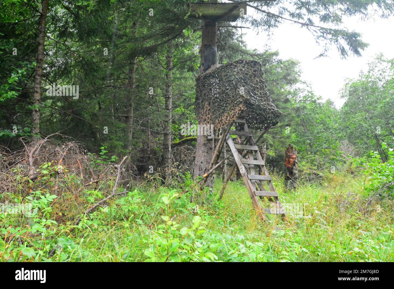 Hunter hideout on a tree Stock Photo - Alamy