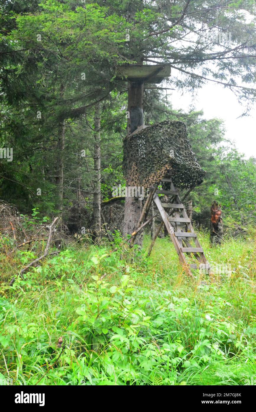 Hunter hideout on a tree Stock Photo - Alamy