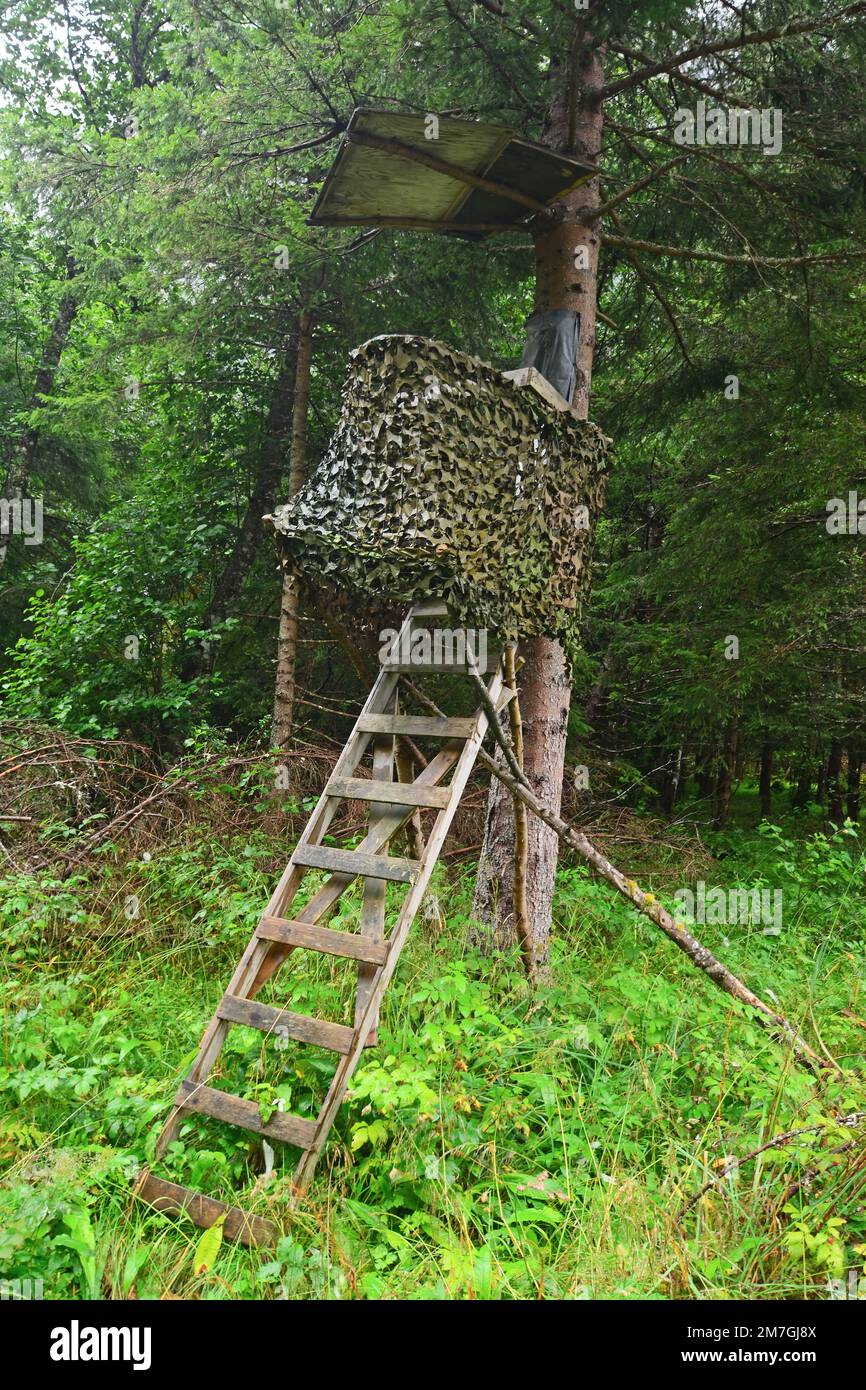 Hunter hideout on a tree Stock Photo - Alamy