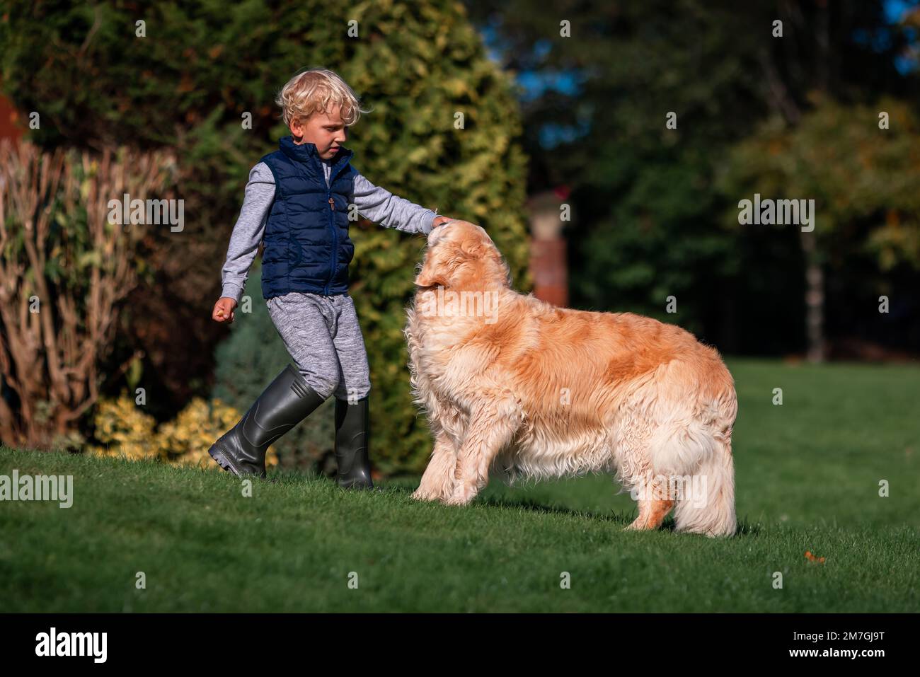 Little boy playing and training golden retriever dog in the field in ...