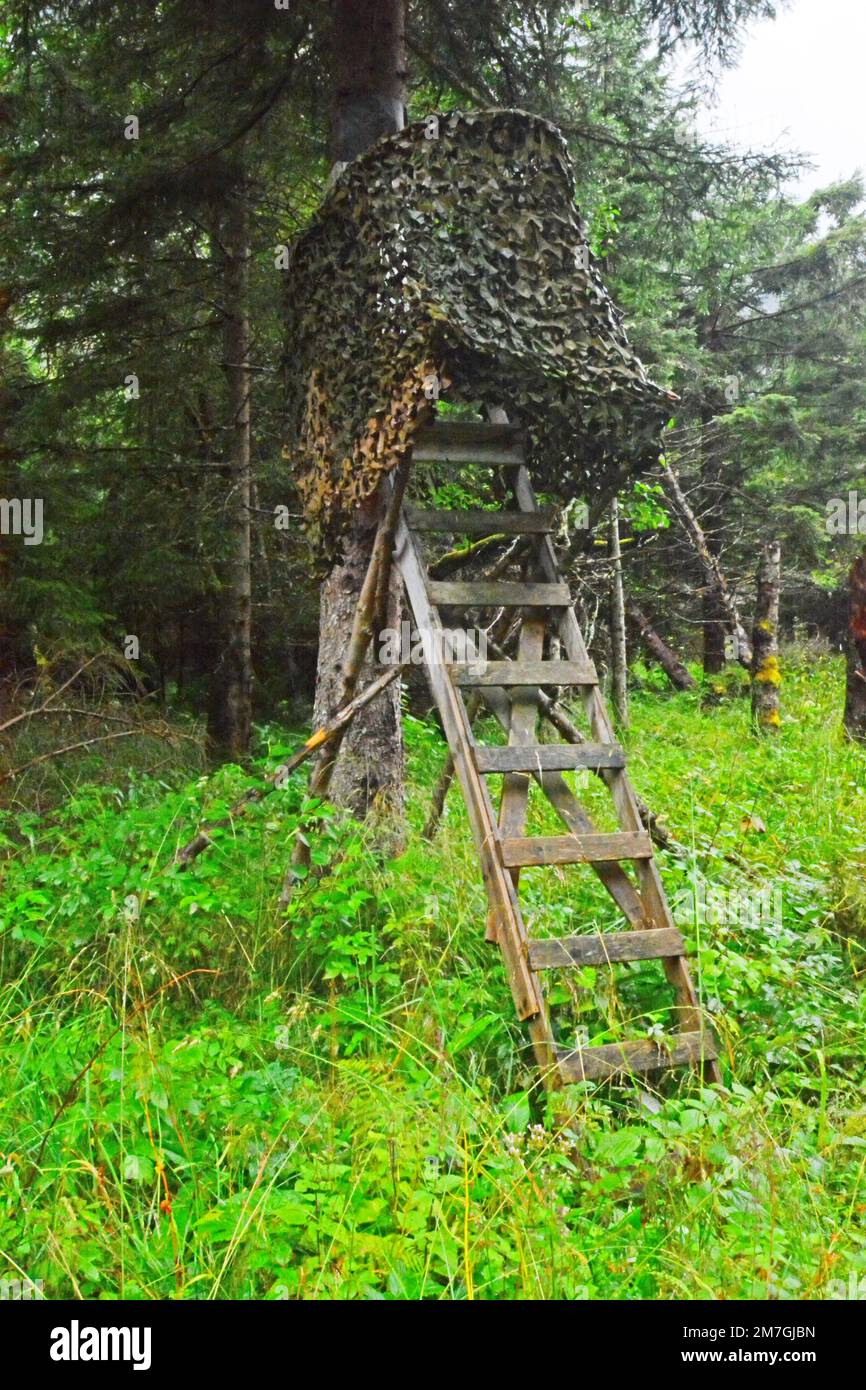 Hunter hideout on a tree Stock Photo - Alamy