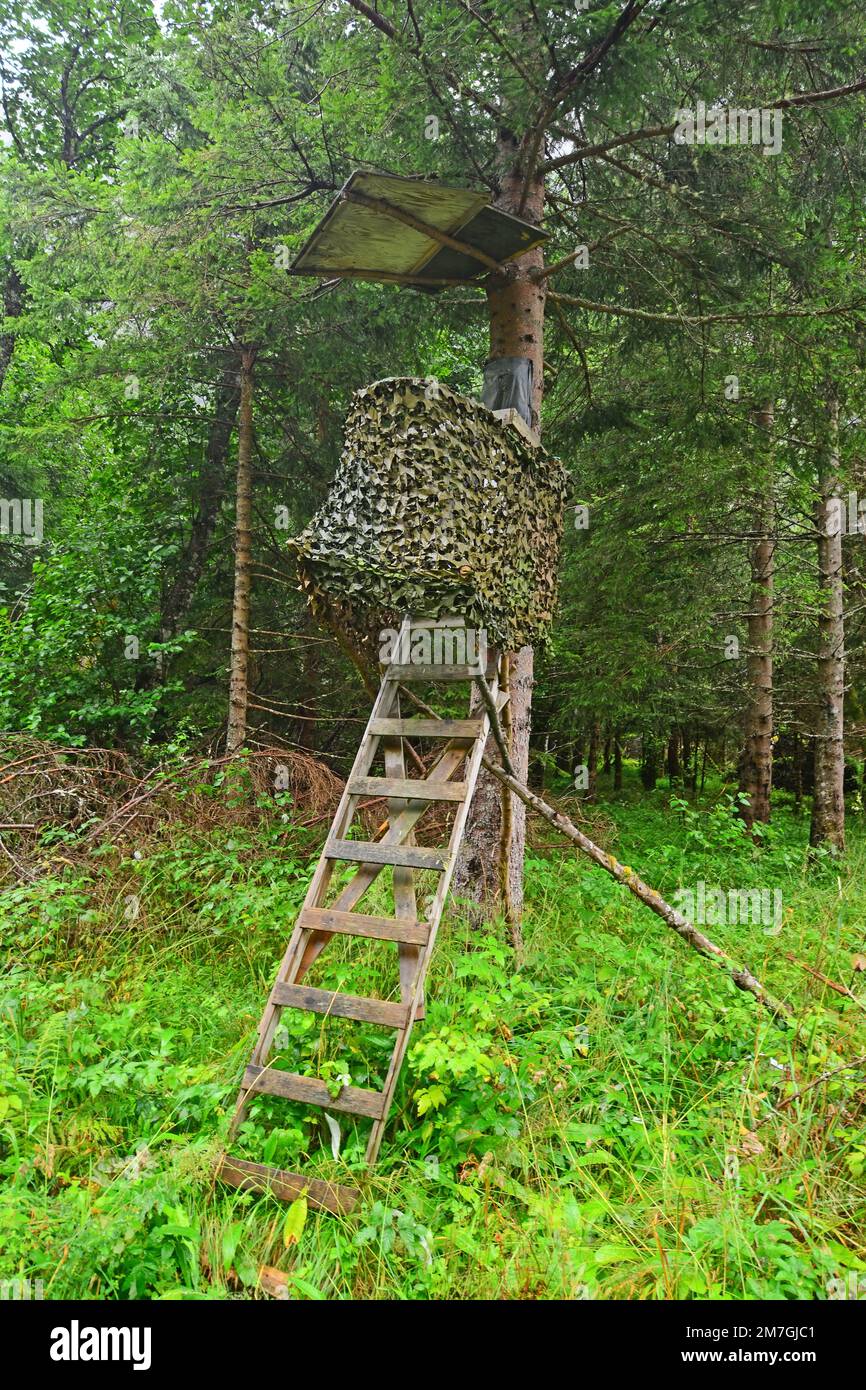 Hunter hideout on a tree Stock Photo - Alamy