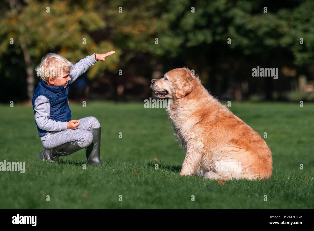 Little boy playing and training golden retriever dog in the field in ...