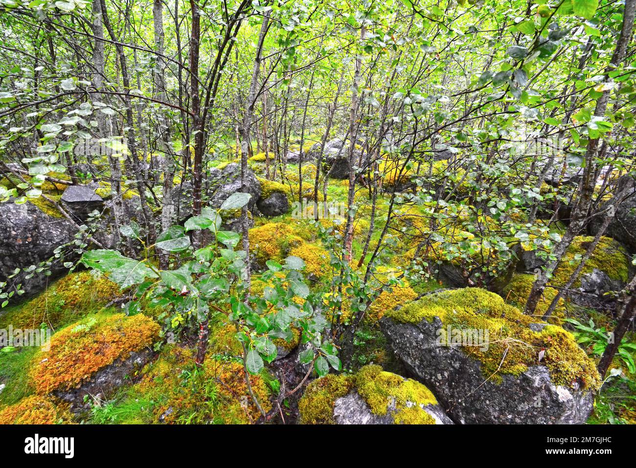 Moss and lichen in the forest - Norway Stock Photo - Alamy