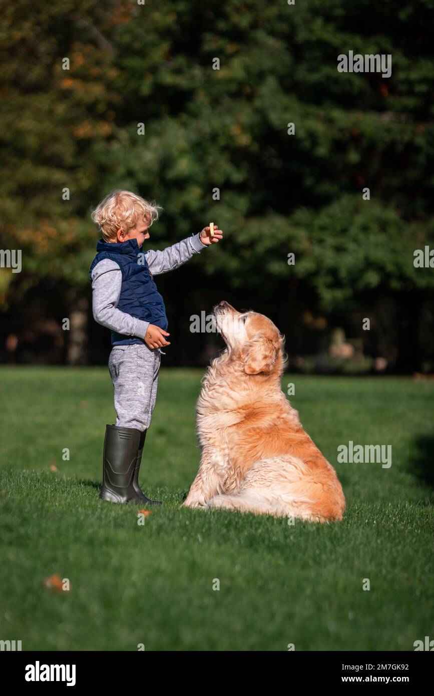 Little boy playing and training golden retriever dog in the field in ...