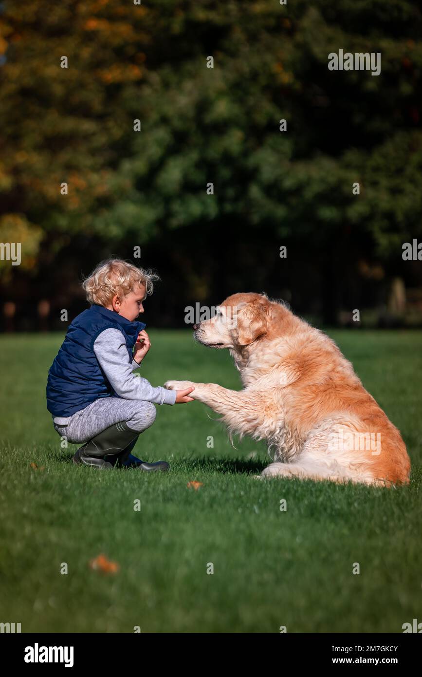 Little boy playing and training golden retriever dog in the field in ...