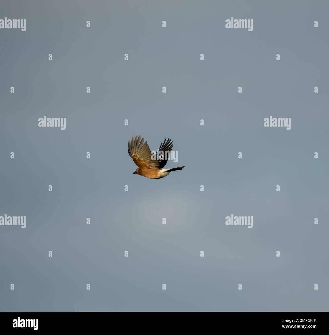 Jay in flight uk hi-res stock photography and images - Alamy