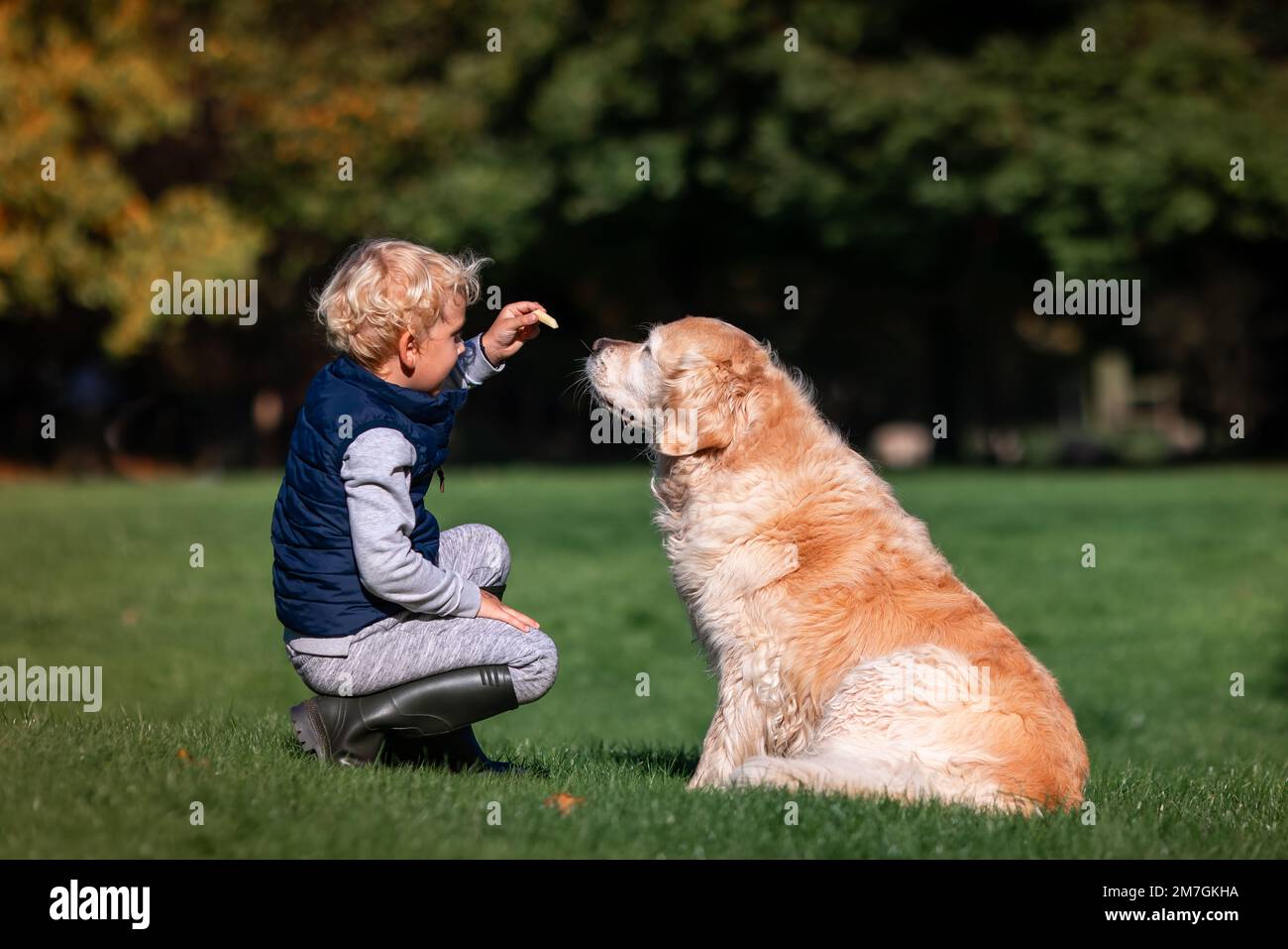 Little boy playing and training golden retriever dog in the field in ...