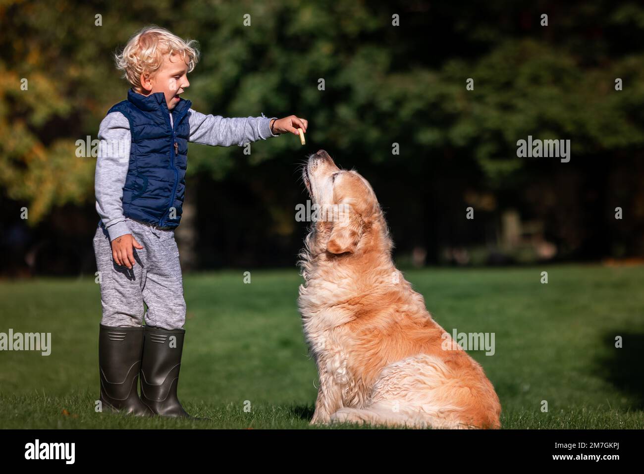 Little boy playing and training golden retriever dog in the field in ...