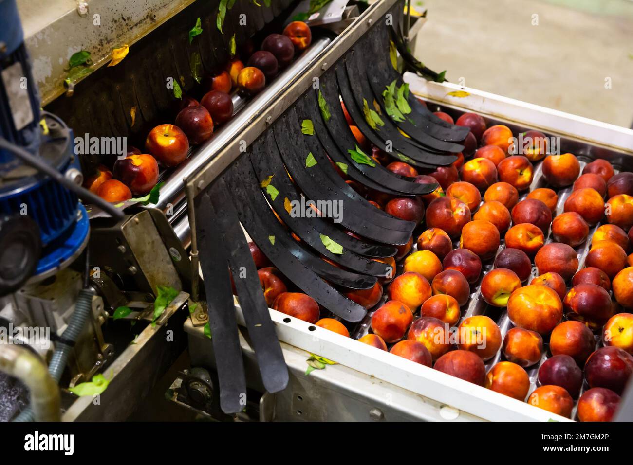Cleaning and sorting peaches in factory automated line Stock Photo - Alamy