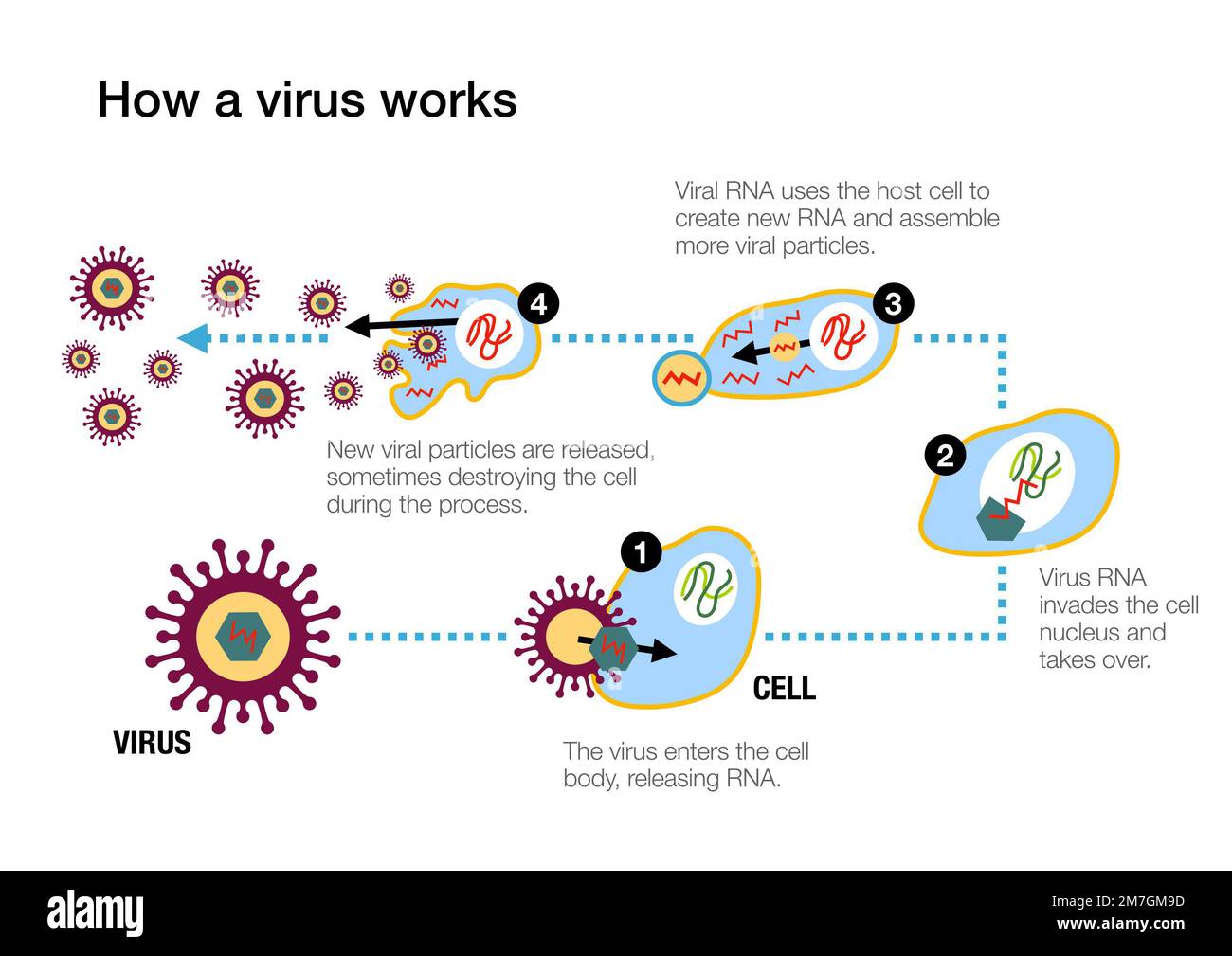 Infographic of how a virus works Stock Photo - Alamy
