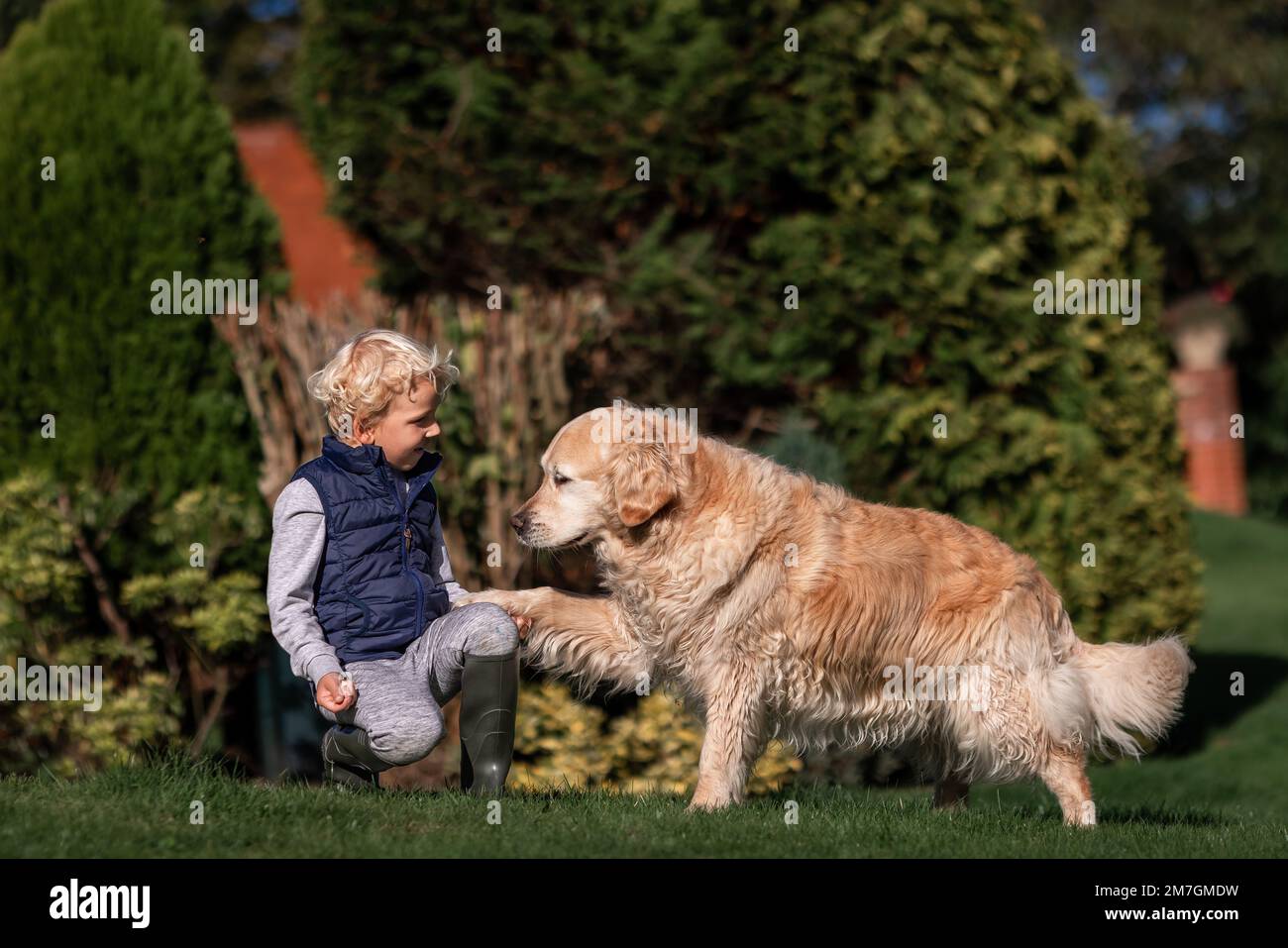Little boy playing and training golden retriever dog in the field in ...