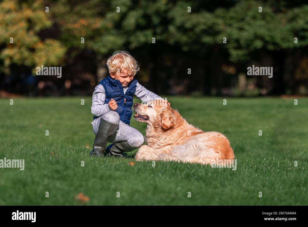 Little boy playing and training golden retriever dog in the field in ...