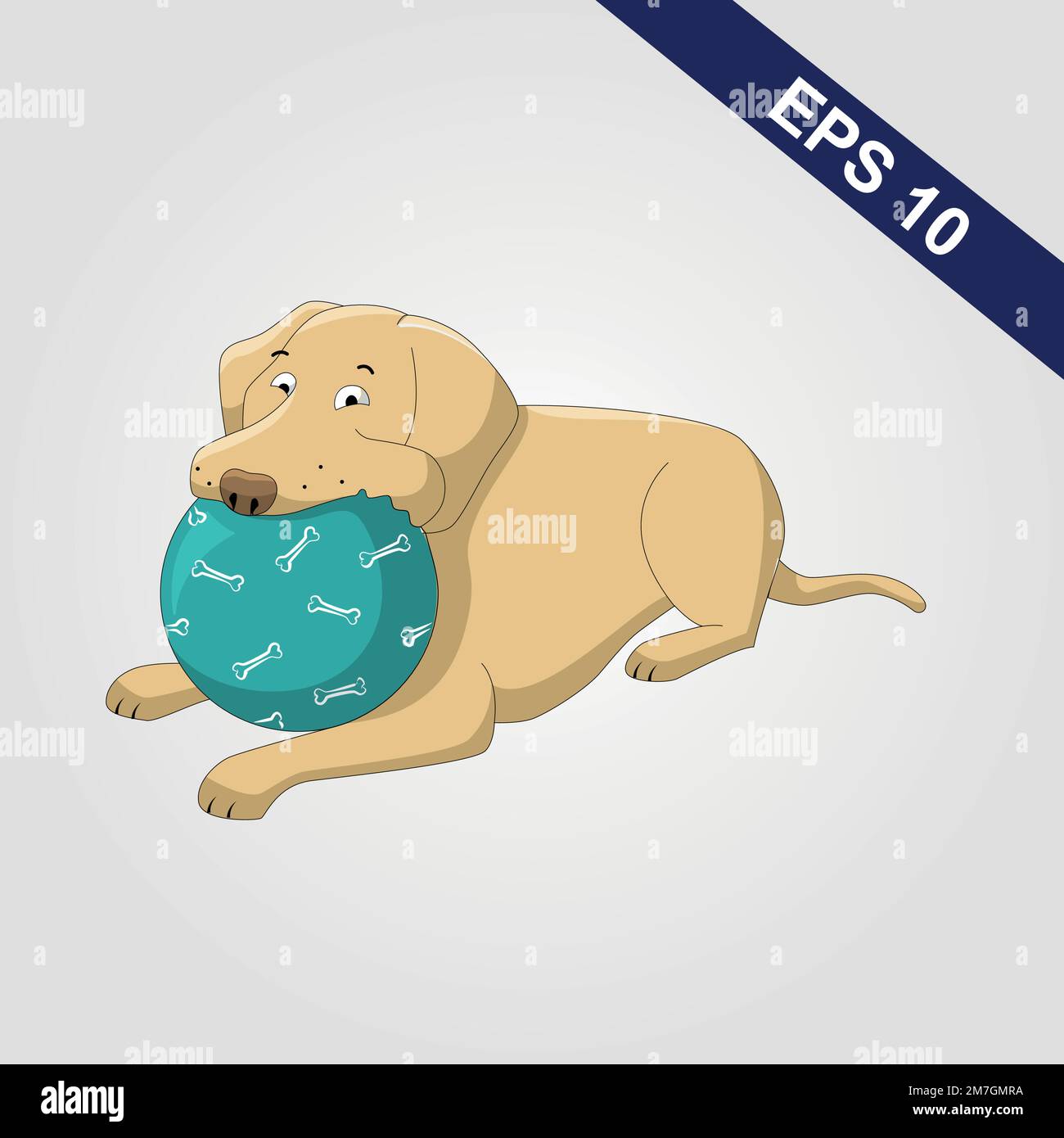 Labrador Retriever take ball in mouth Colored Vector Illustration Stock ...