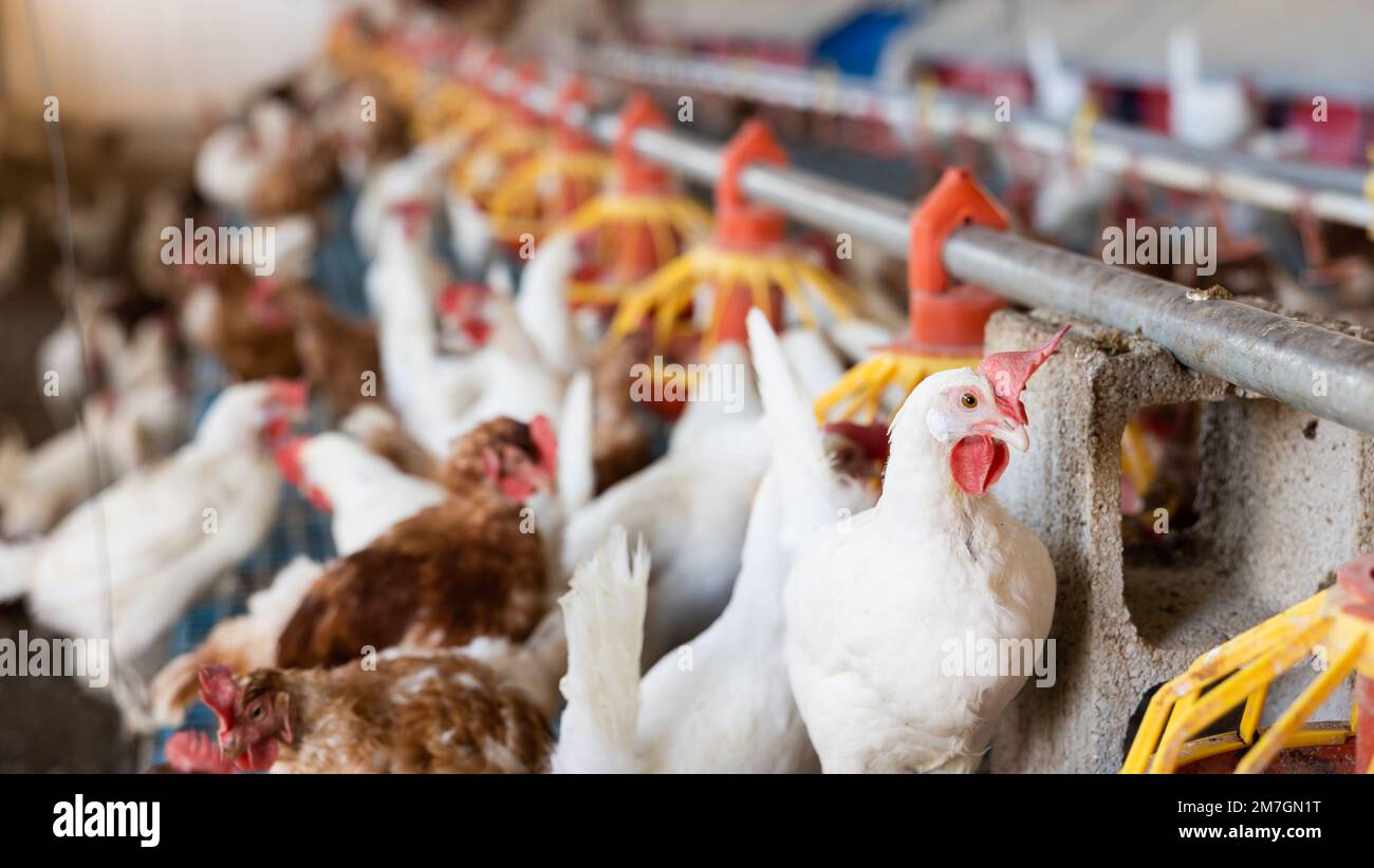 Chickens eating from hanging feeders in poultry farm Stock Photo - Alamy