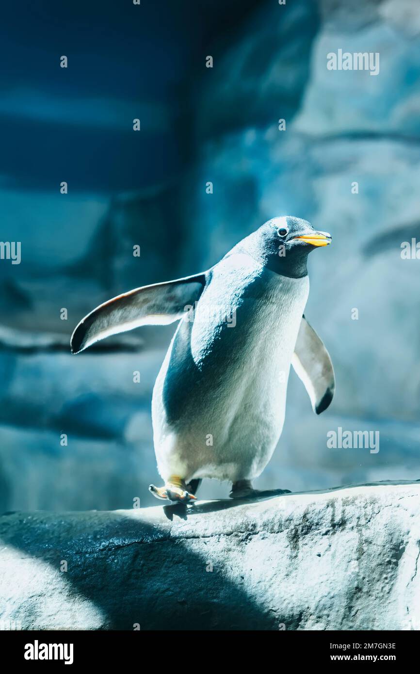 Gentoo penguin spreading wings close-up. Antartic climate, wildlife ...