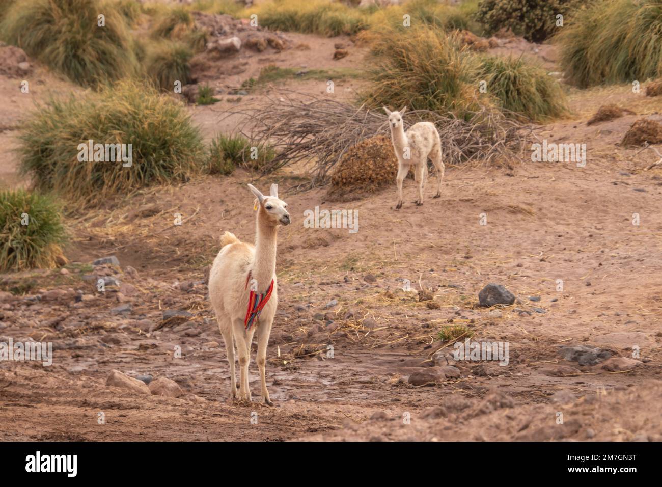 Domesticated lama animals in the village of Guatin in the middle of ...