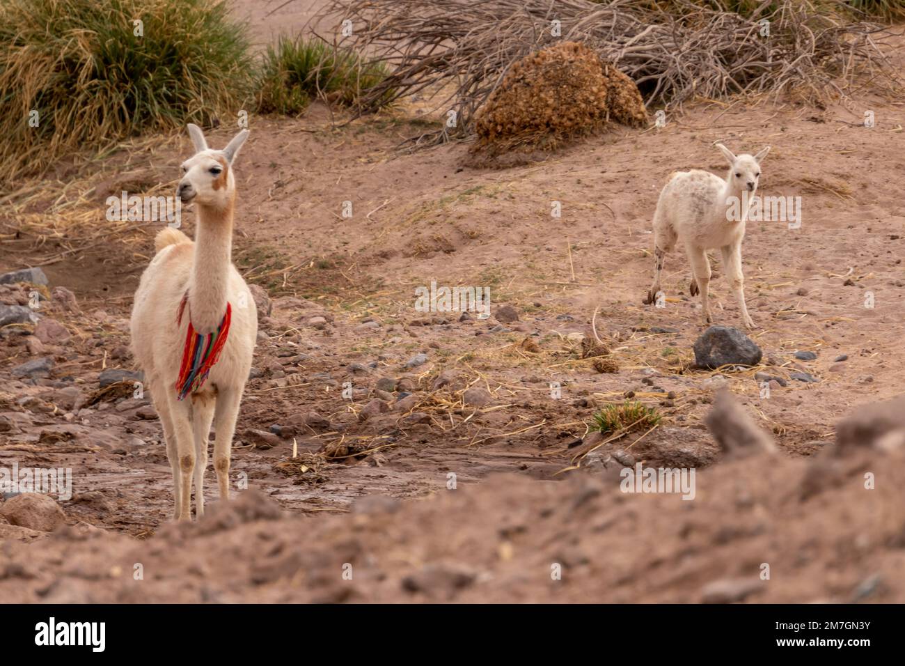 Domesticated lama animals in the village of Guatin in the middle of ...