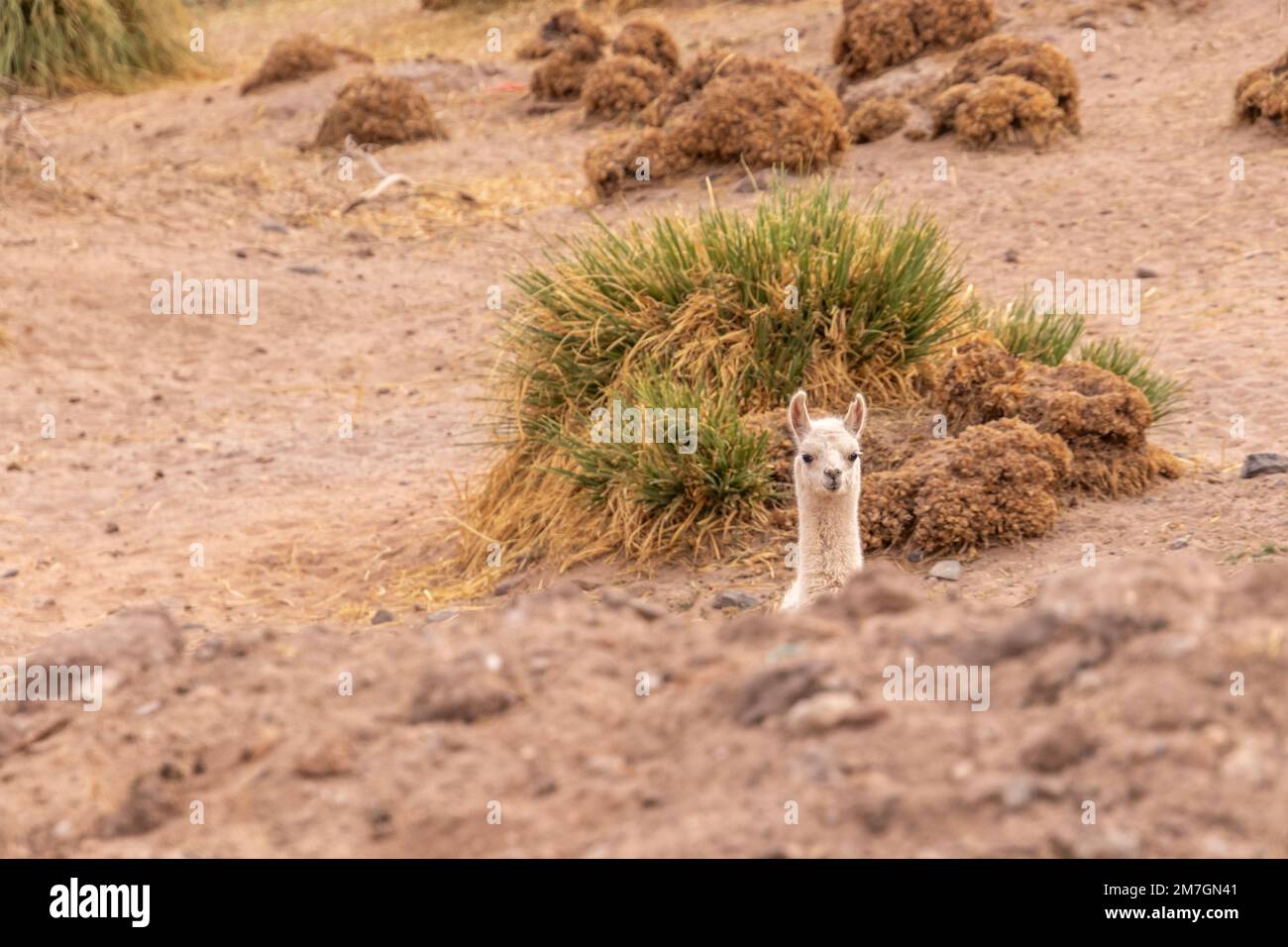 Young lama glama walking in the wild of Atacama, the dryest desert of ...