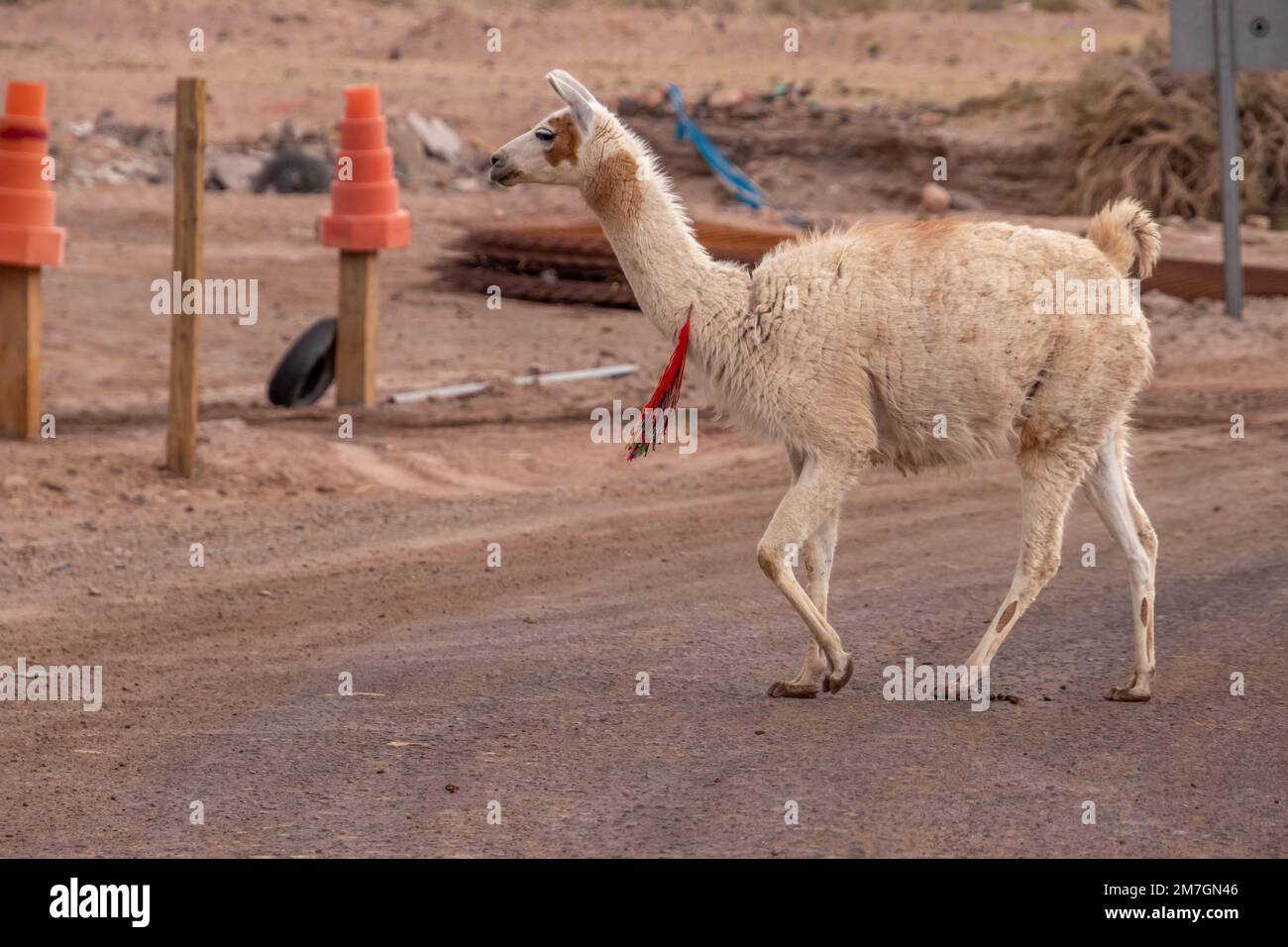 Domesticated lama crossing a paved road in the village of Guatin in the ...