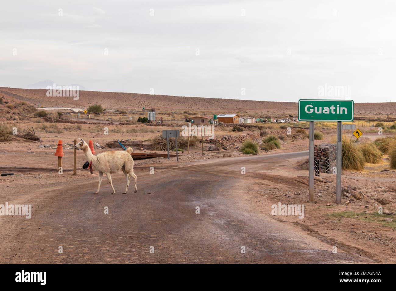 Domesticated lama crossing a paved road in the village of Guatin in the ...