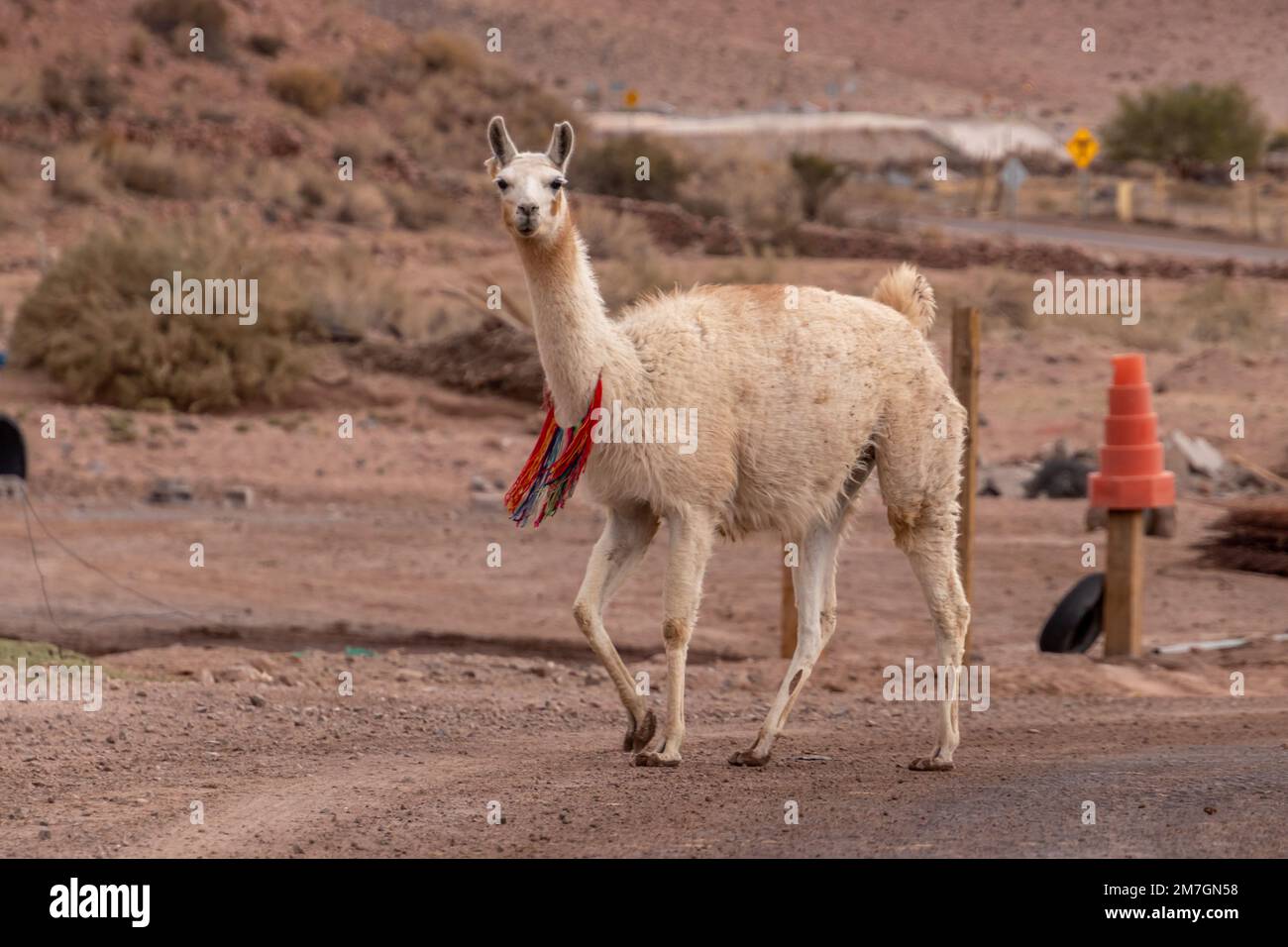 Domesticated lama crossing a paved road in the village of Guatin in the ...
