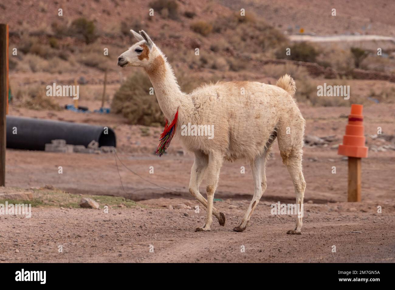 Domesticated lama crossing a paved road in the village of Guatin in the ...