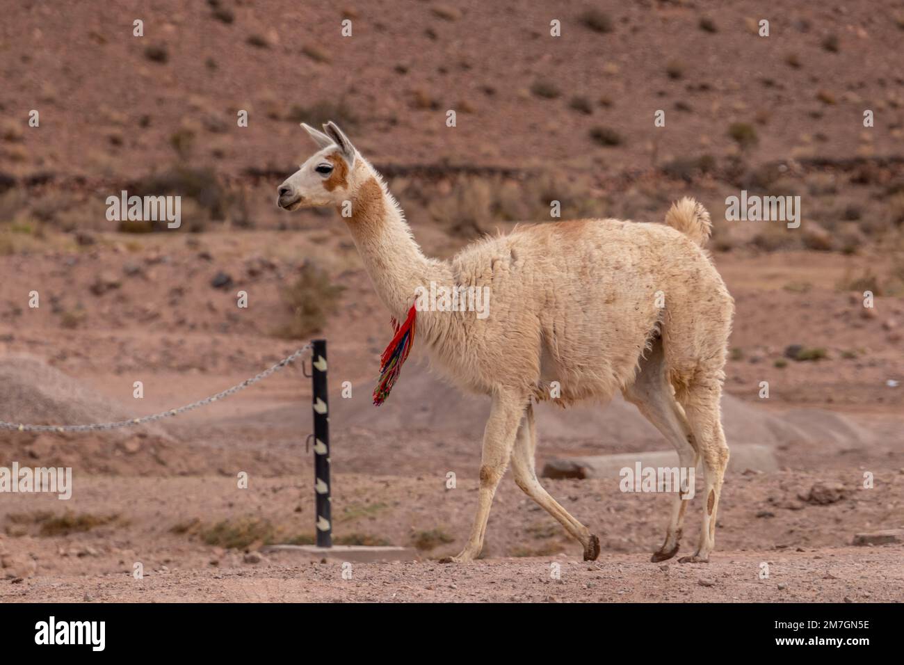 Domesticated lama walking in the village of Guatin in the middle of ...