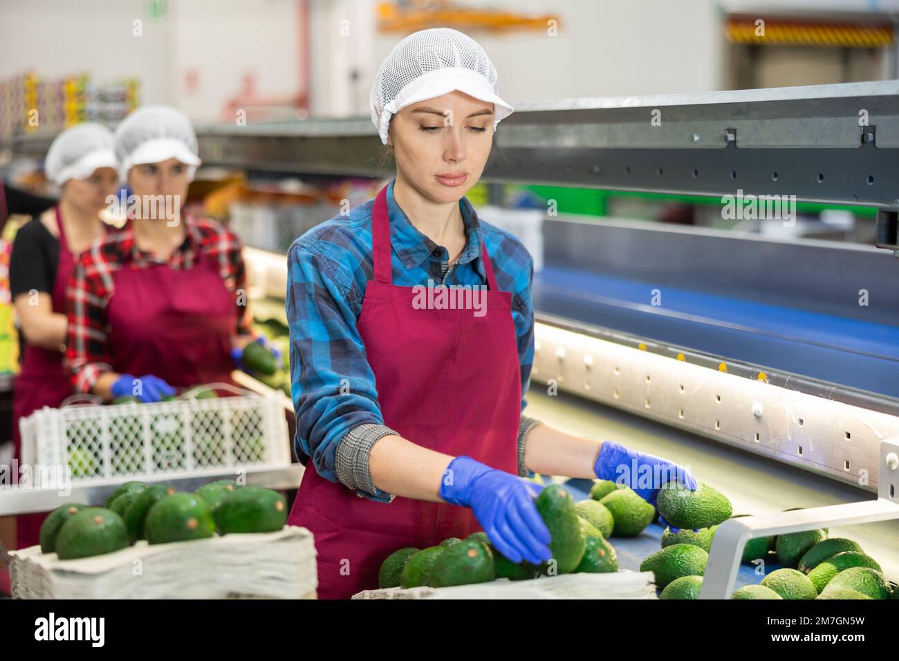 Workwoman sorting and packing ripe avocados in agricultural factory ...