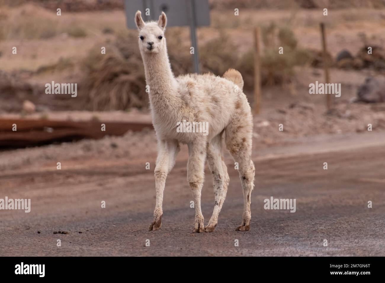 Lama crossing a road in the middle of Atacama, the dryest desert of the ...
