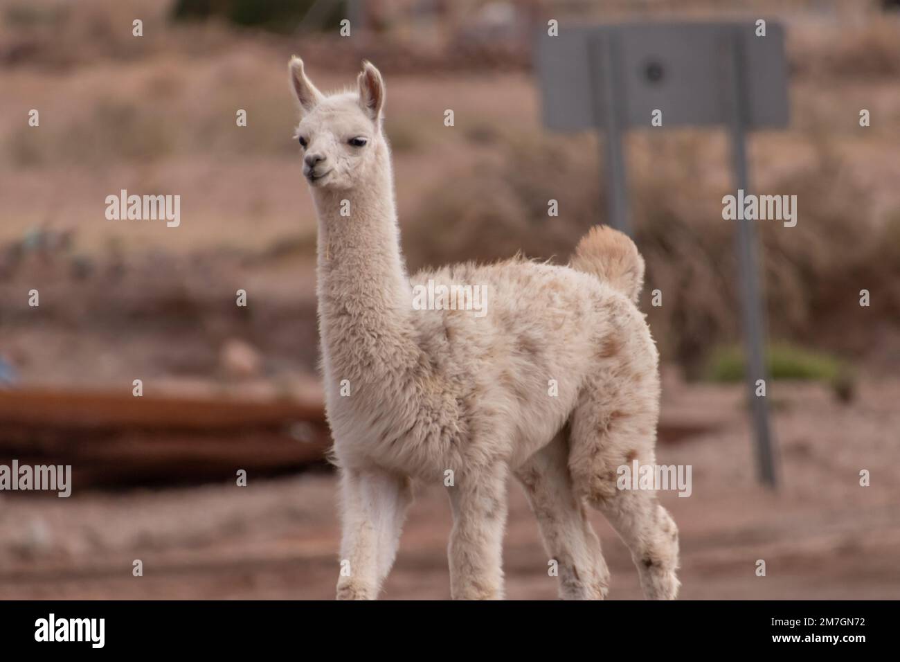 Lama crossing a road in the middle of Atacama, the dryest desert of the ...