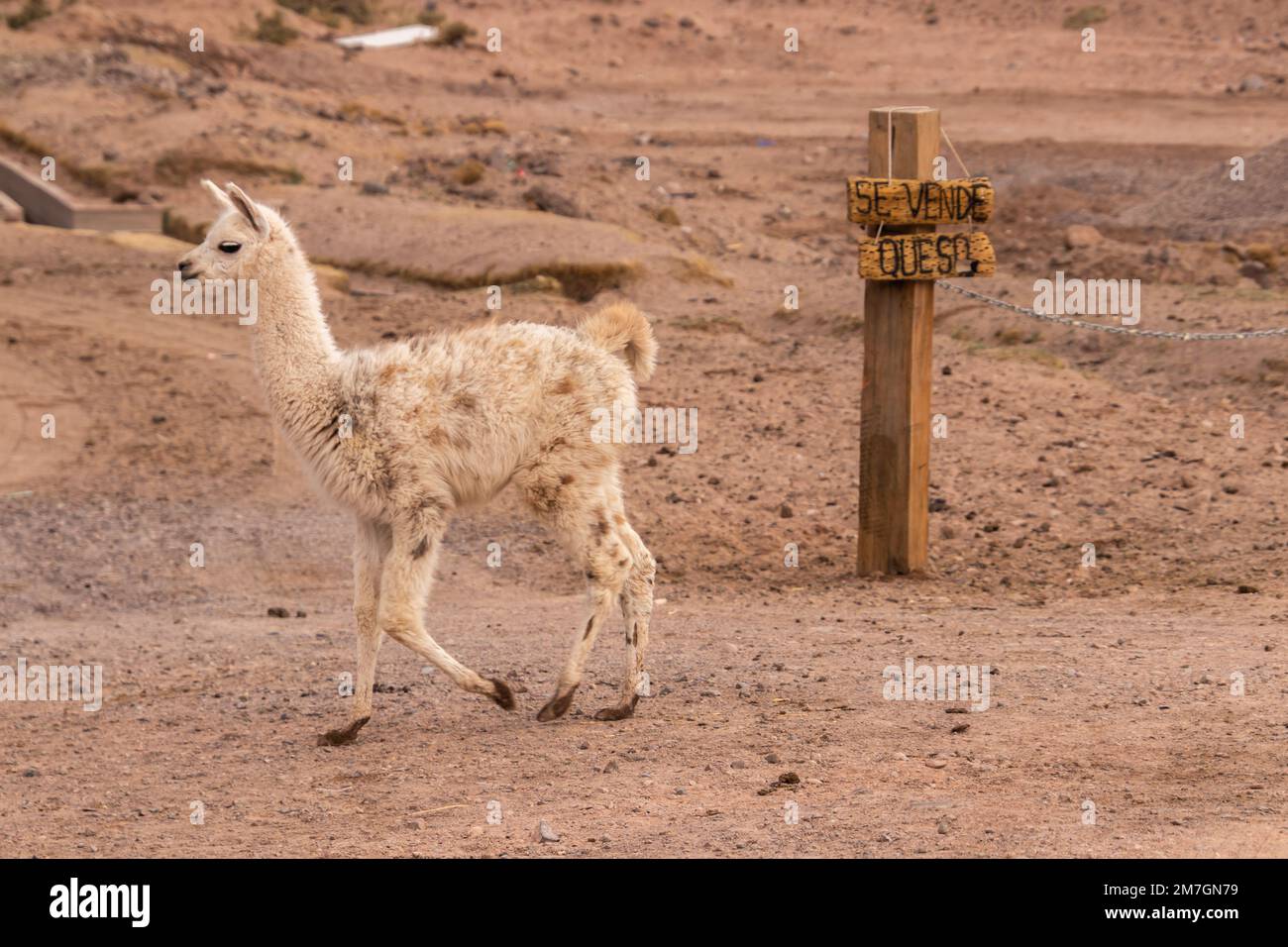 Lama in the village of Guatin in the middle of Atacama, the dryest ...