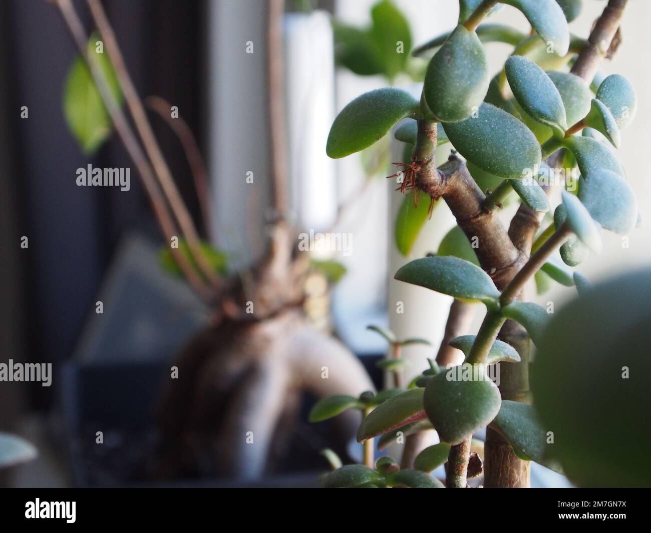 Branching leaves hi-res stock photography and images - Alamy