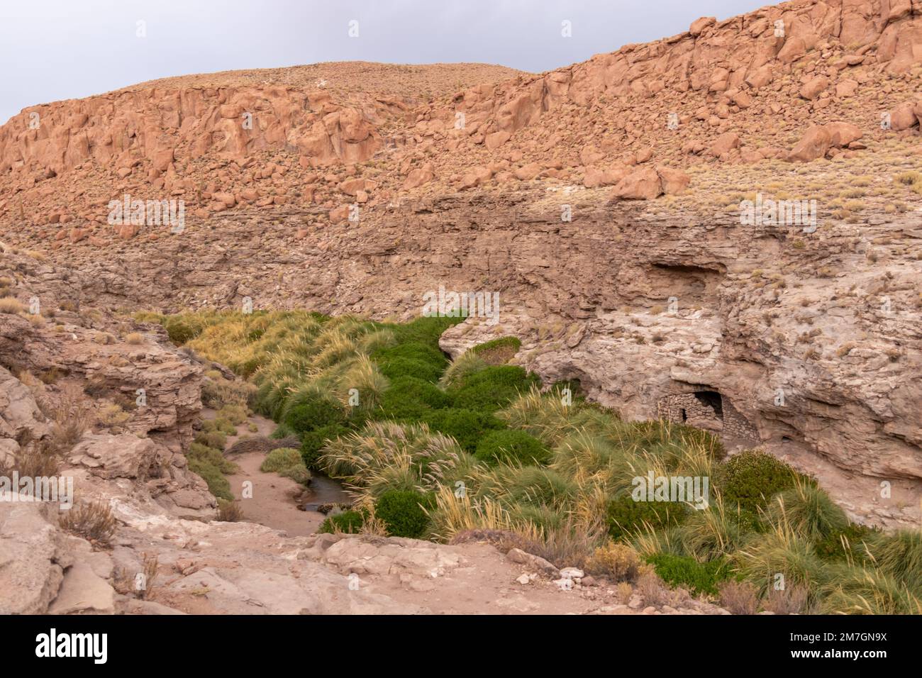 Oasis in the middle of a valley in Atacama in Chile, the dryest desert ...