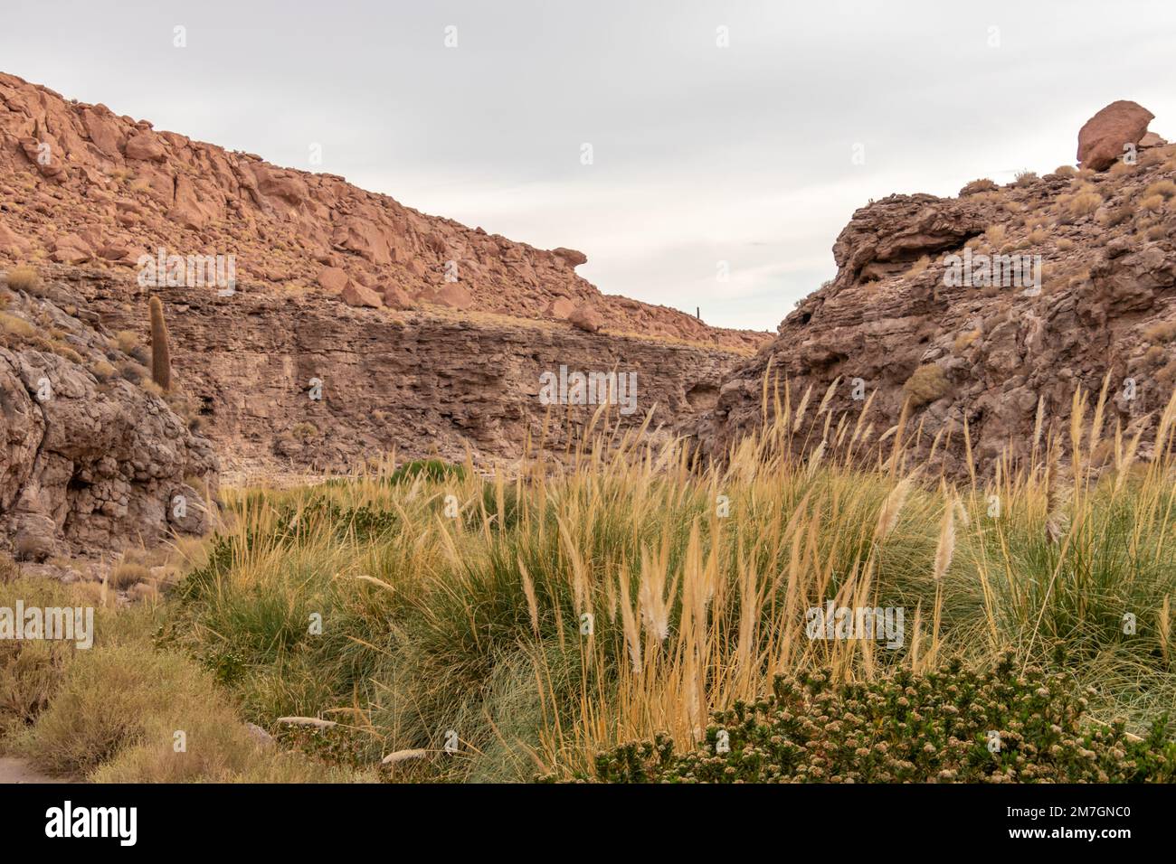 Sunset with green plants in a small oasis in Atacama desert in Chile ...