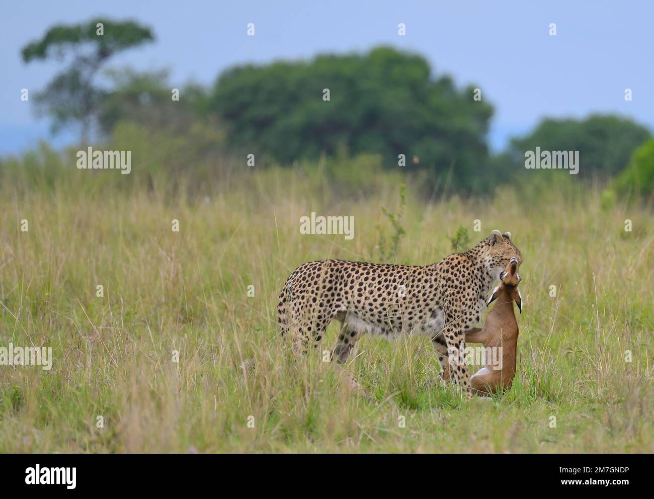 A female Cheetah (Acinonyx jubatus) and her weeks old cub hunting a ...