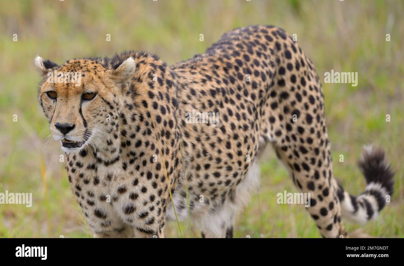A female Cheetah (Acinonyx jubatus) and her 8+ weeks cub hunting in the ...