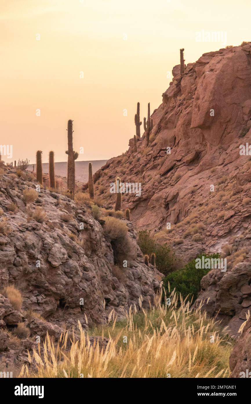 Valley full of Cactus plants in the middle of Atacama desert in Chile ...