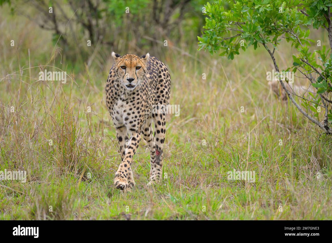 A female Cheetah (Acinonyx jubatus) and her 8+ weeks cub hunting in the ...