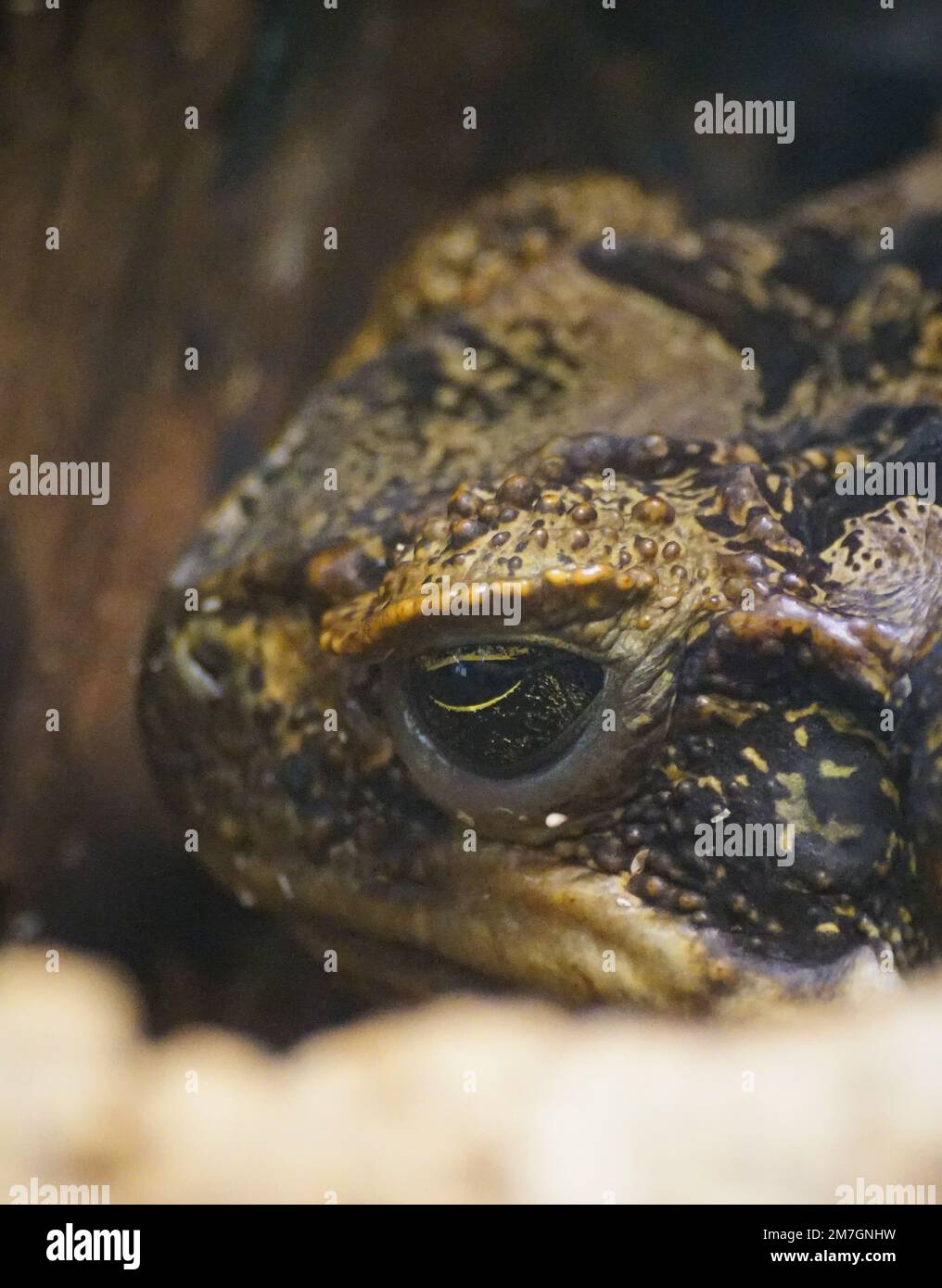 Big toad hi-res stock photography and images - Alamy