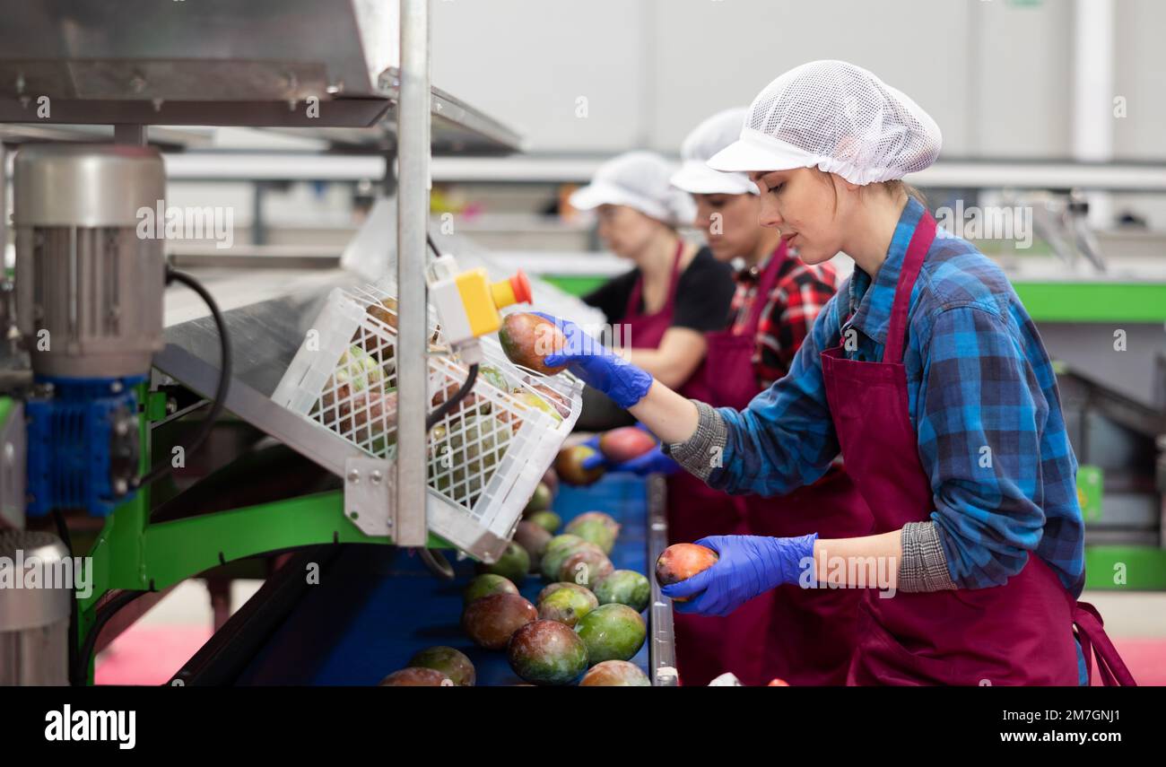 Female worker checking mangoes on conveyor belt in sorting factory ...