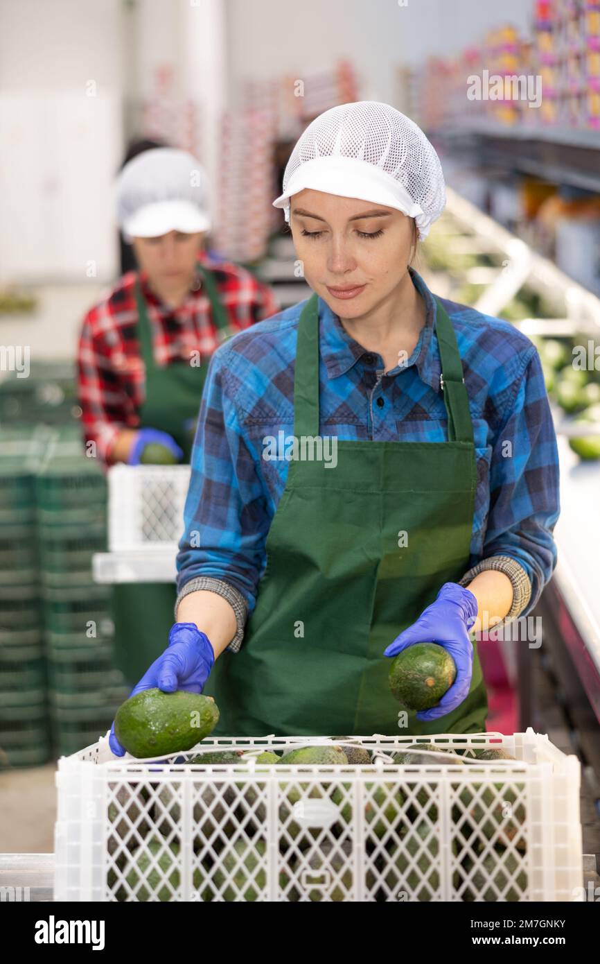 Woman working on producing sorting line at fruit warehouse, preparing ...