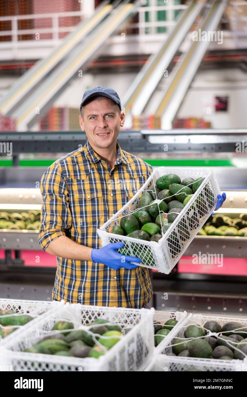 Farmer preparing avocados in boxes for storage in agricultural farm ...
