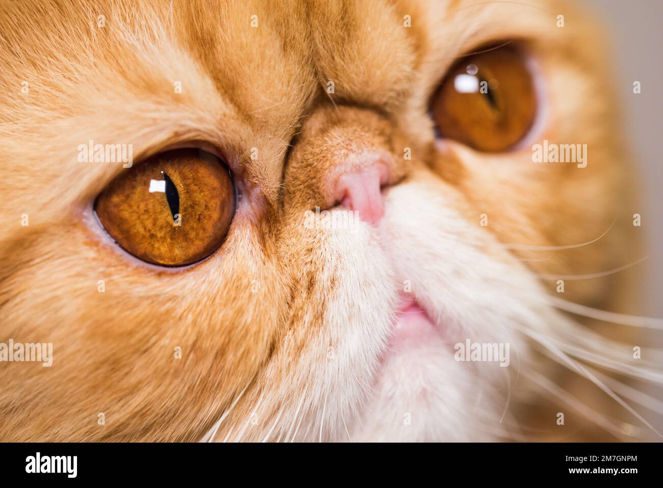 Muzzle of a red fluffy charming Persian breed cat close-up Stock Photo ...